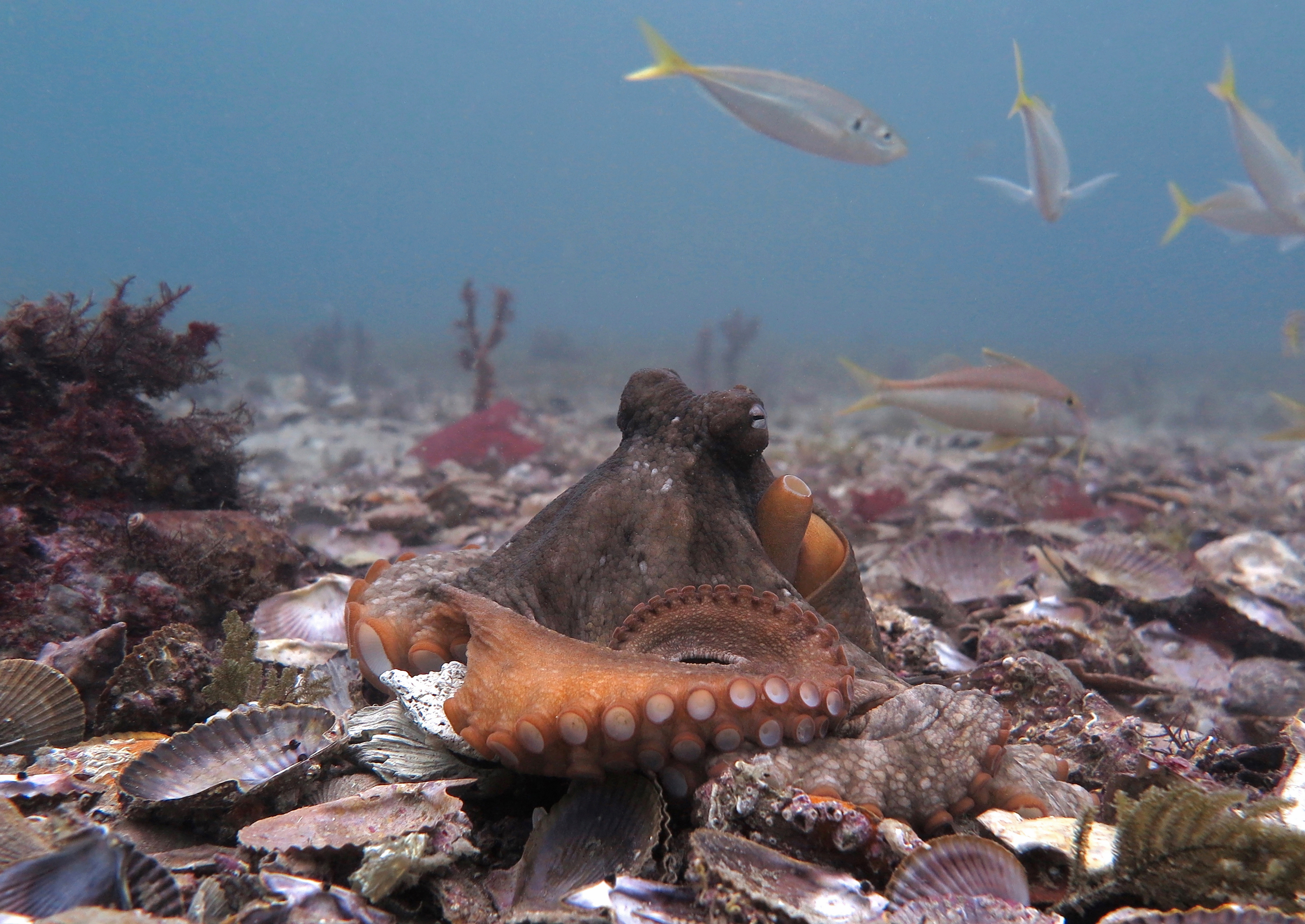 Make Water Famous – Octopuses filmed hurling silt, shells and algae