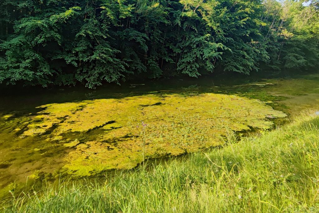 Make Water Famous – Fungi biotech crucial in tackling water pollution