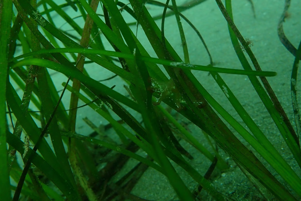 Make Water Famous – Species-rich seagrass bed discovered in Cornwall