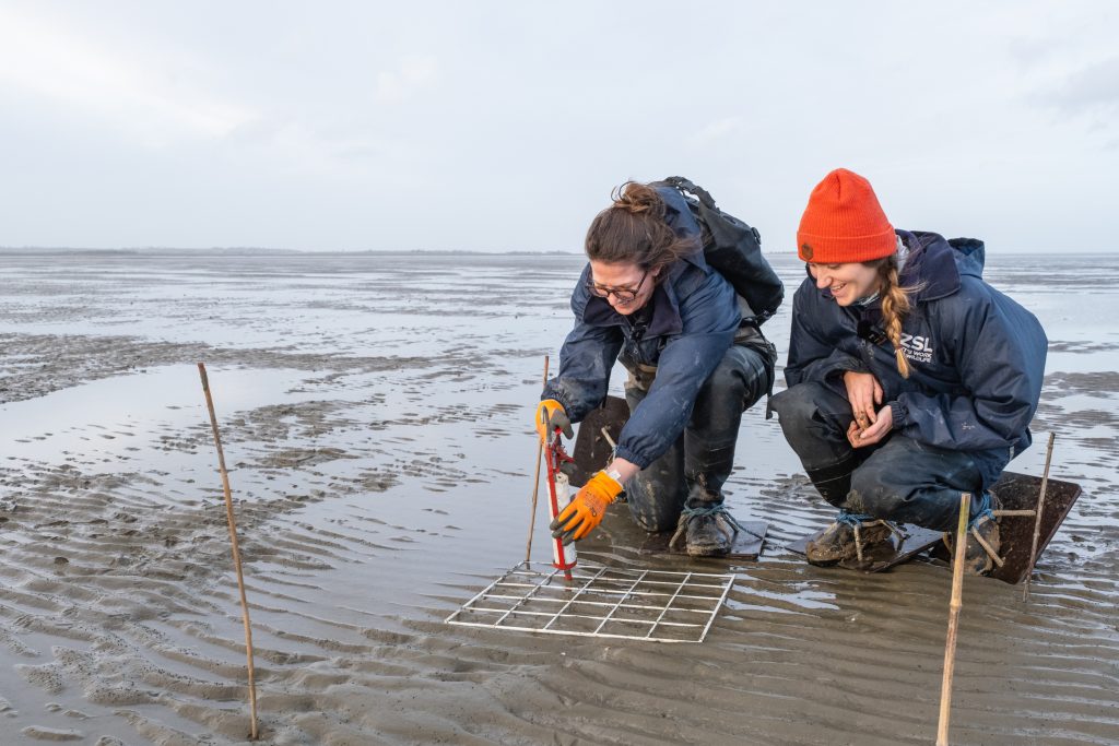 Make Water Famous – Seagrass seeds restoring Thames underwater meadows