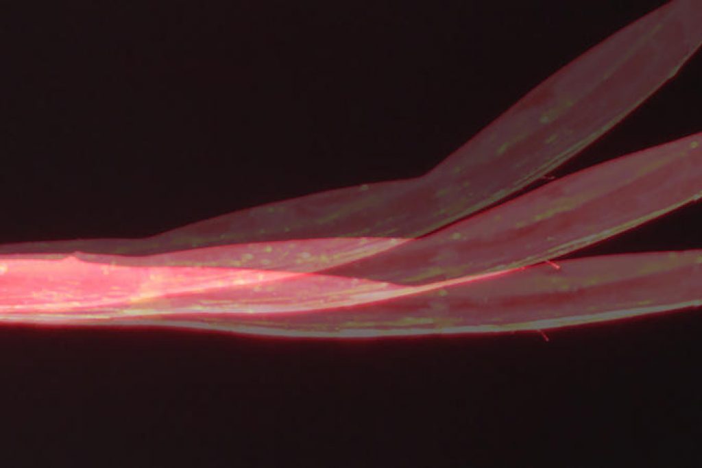 Make Water Famous – Soft robots could suck up oil spills