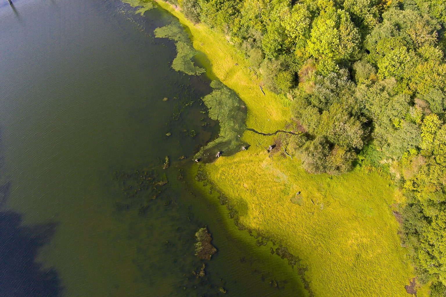 Make Water Famous – Early-warning system for algal blooms wins funding