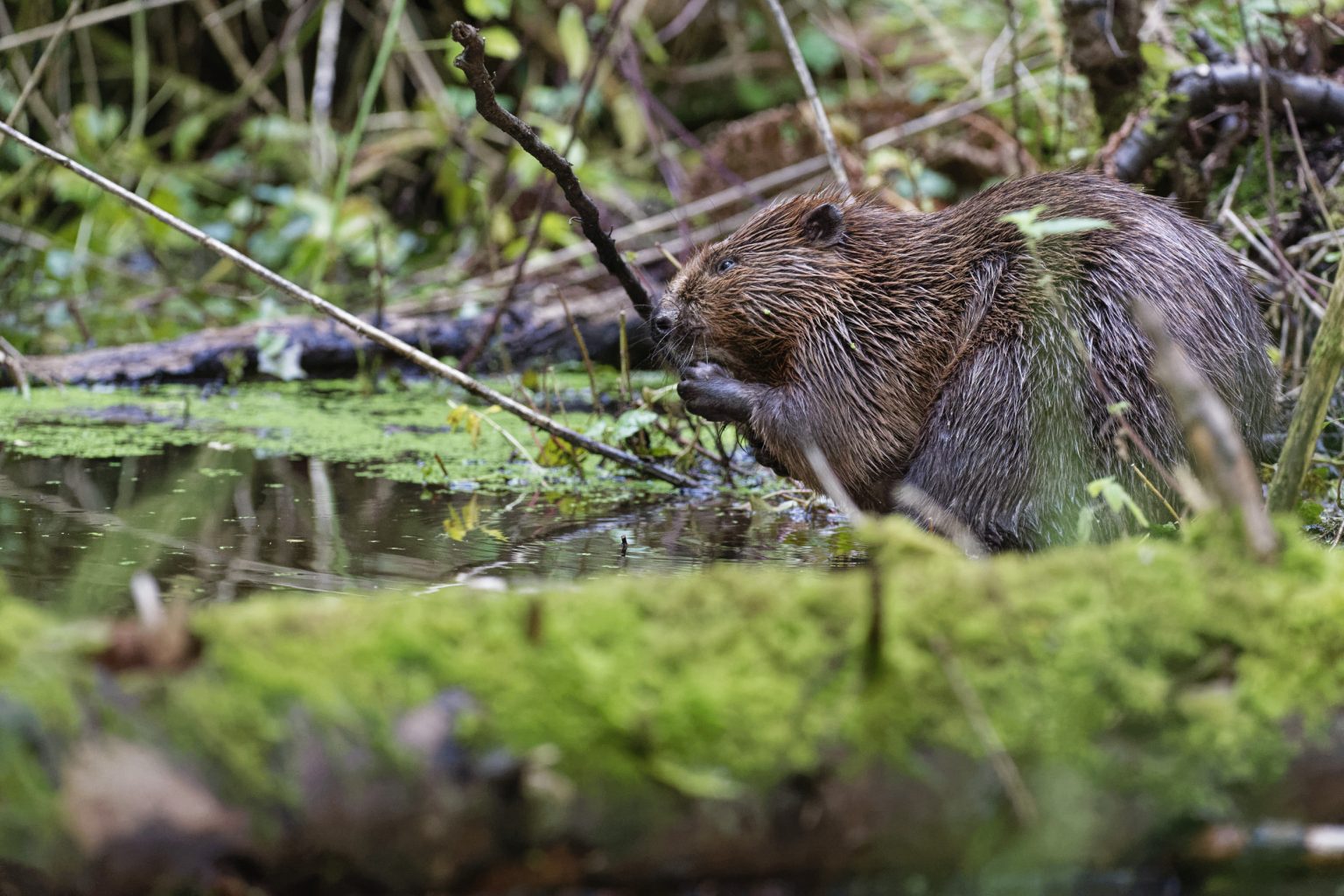 Make Water Famous – Virtual tour gives rare peek into lives of beavers