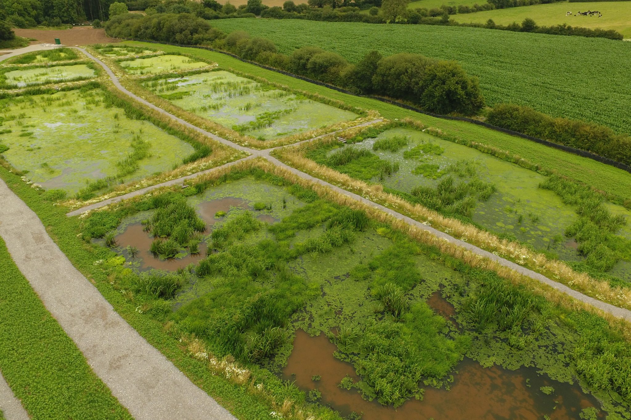 Make Water Famous – Wetlands offer alternative to chemical treatment