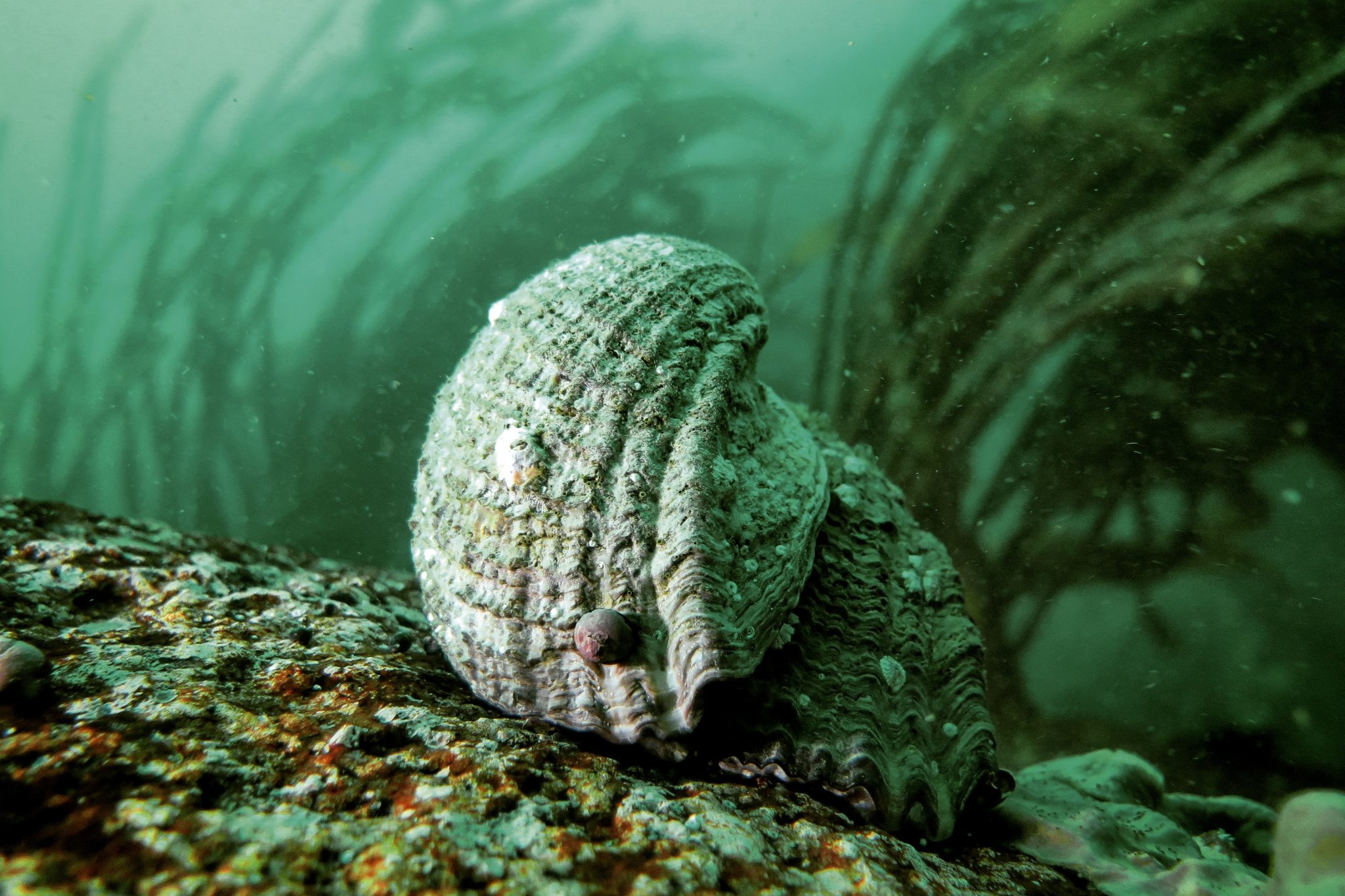 Make Water Famous – Stunning sea snail scoops mollusc of the year!