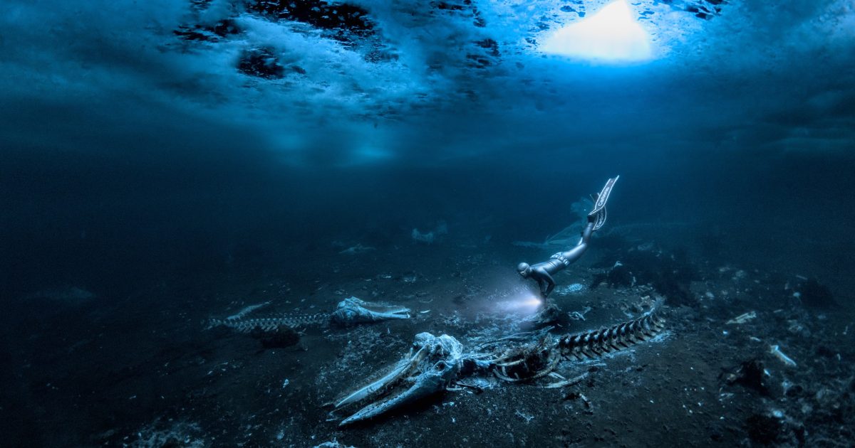 Make Water Famous – World’s best underwater photographers named
