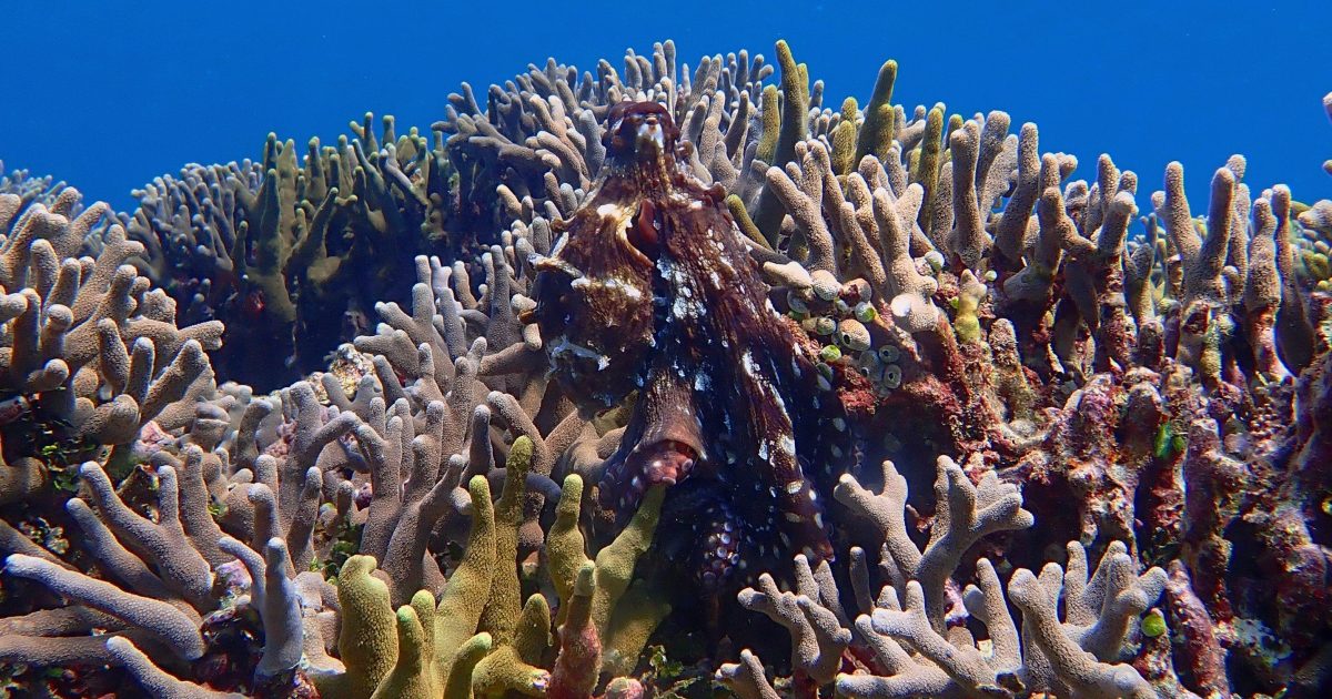 Make Water Famous – Octopus brainwaves tracked with data-loggers