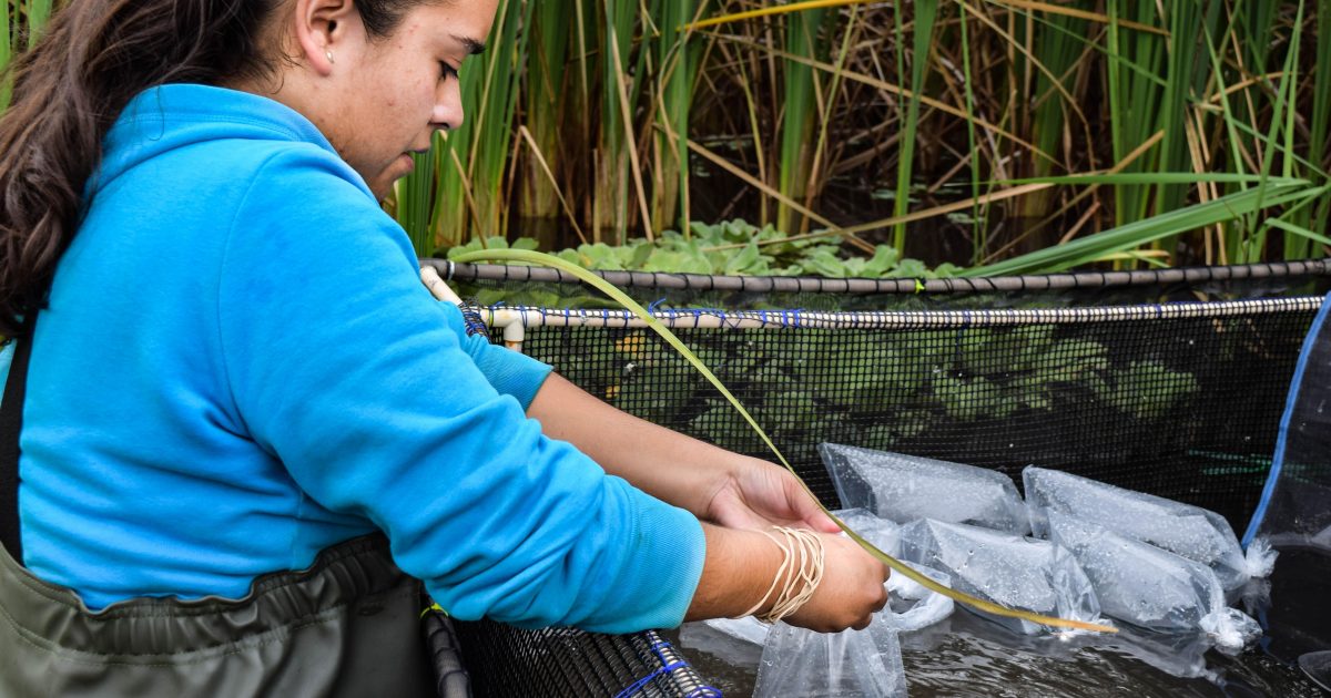 Make Water Famous – Extinct tequila fish makes comeback in Mexico
