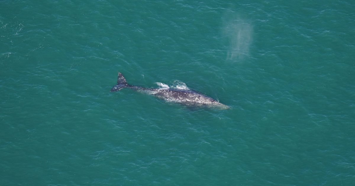 Make Water Famous – Grey whale makes surprise Atlantic appearance