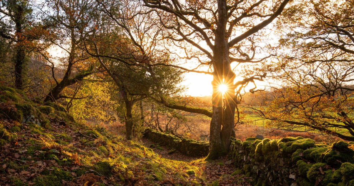 Make Water Famous – Rainforests to be restored in Wales and Isle of Man