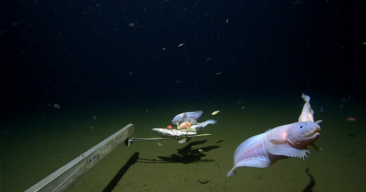 Make Water Famous – Meet the world's deepest family of fish