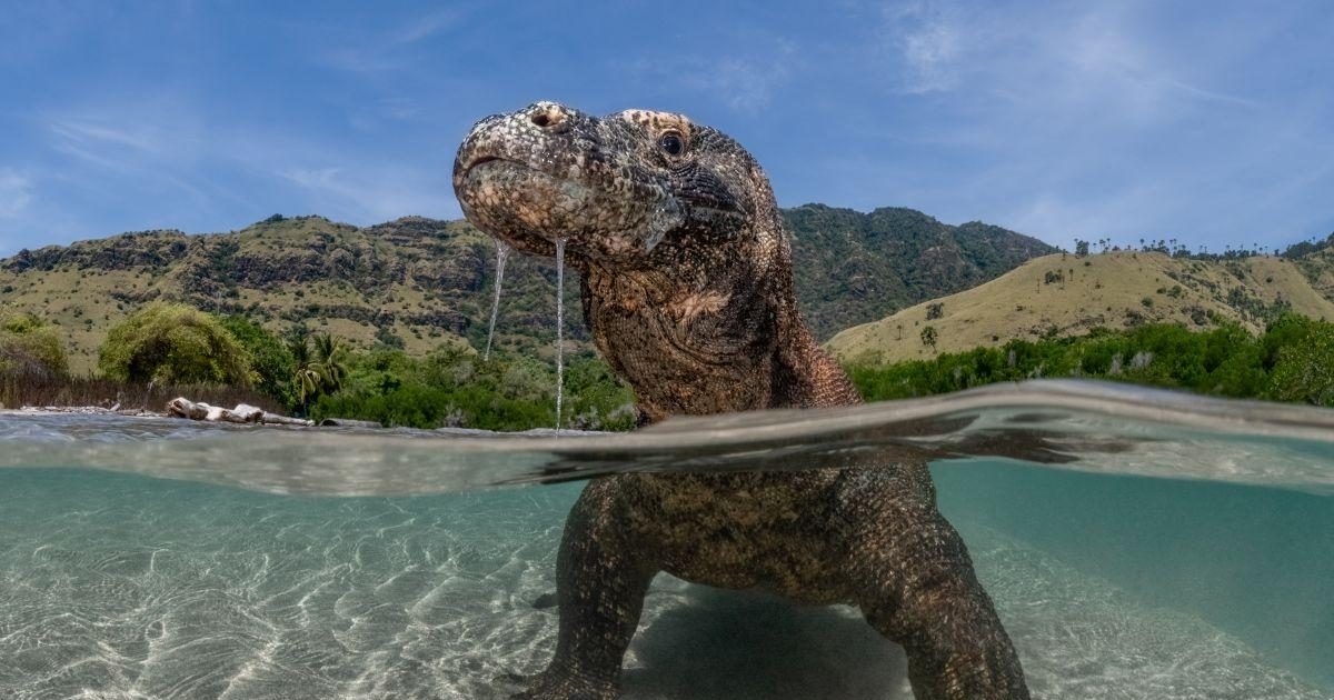 Make Water Famous – Ocean Photographer of the Year finalists announced
