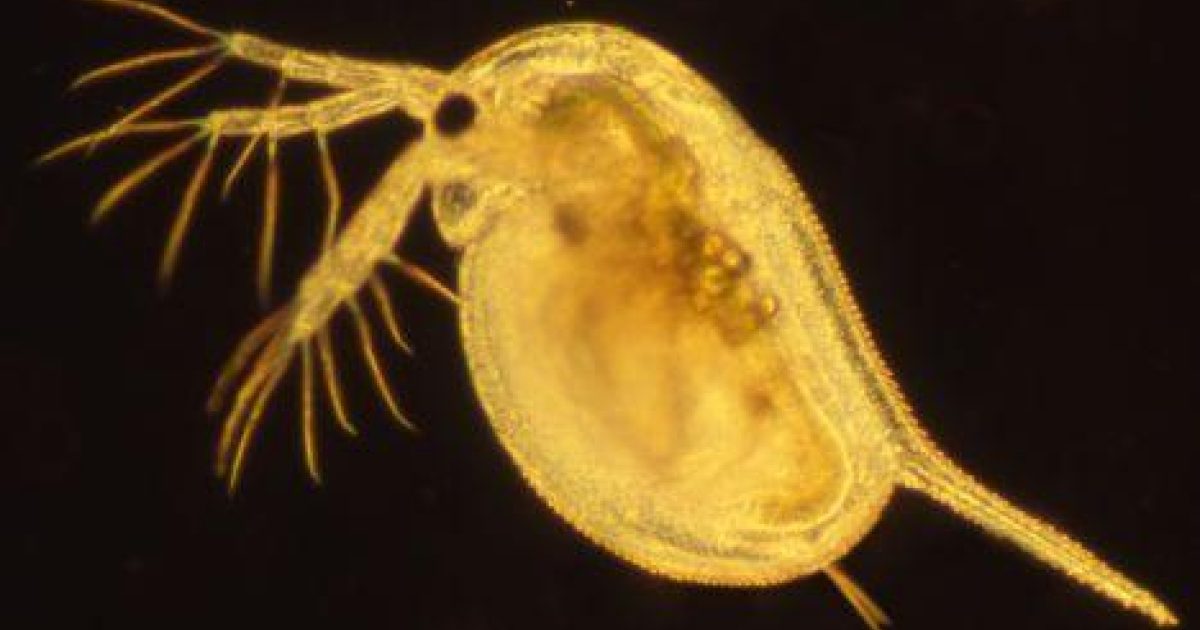 Make Water Famous – Tiny water fleas help tackle wastewater pollution
