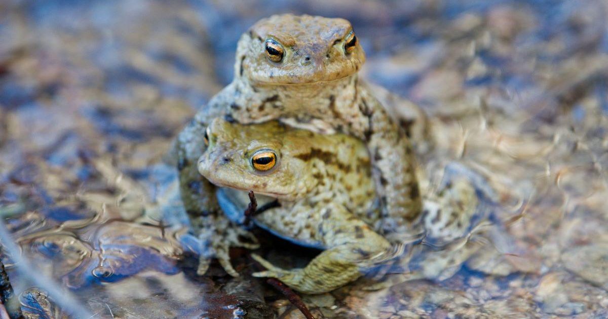 Make Water Famous – Volunteer patrols help toads reach mating grounds