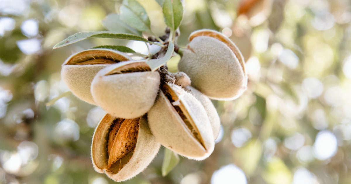 Make Water Famous – California almond cultivation less toxic with app