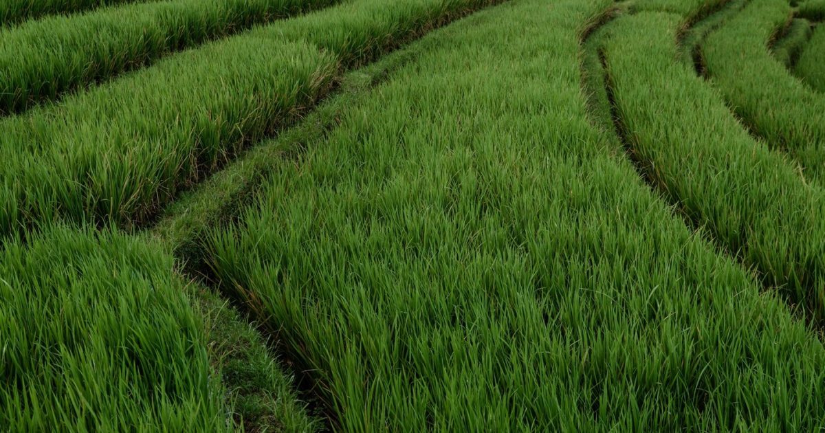 Make Water Famous – Flood of potential on water-saving rice