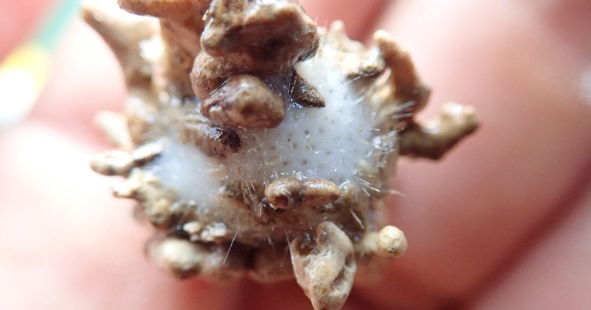 Make Water Famous – Eight deep-sea marine sponges species discovered