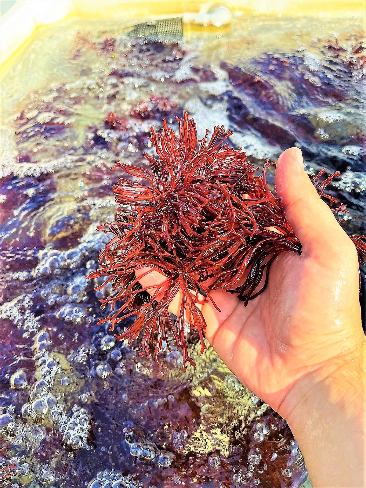 Make Water Famous – Super seaweed could produce future medicines