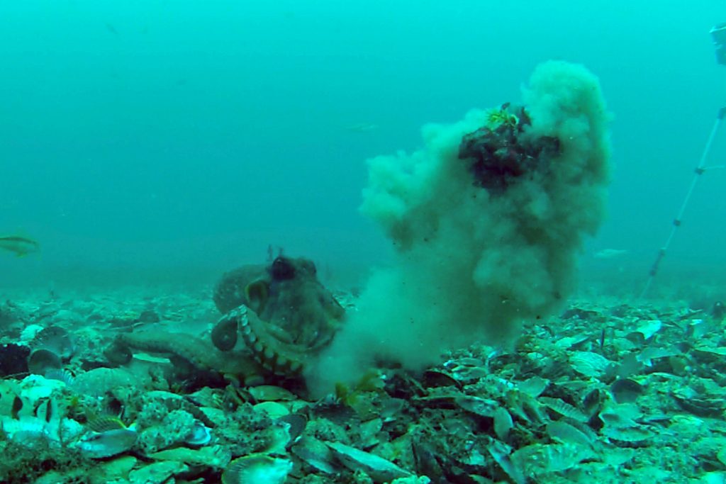 Make Water Famous – Octopuses filmed hurling silt, shells and algae