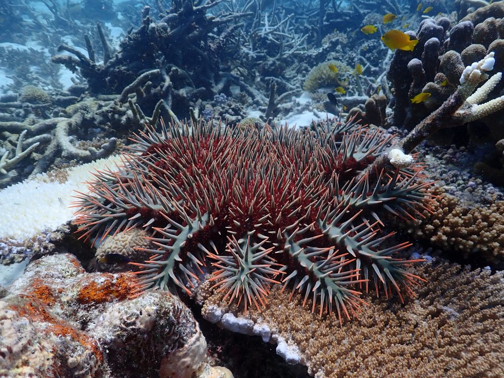 Make Water Famous – Decorator crab defeats coral-eating starfish