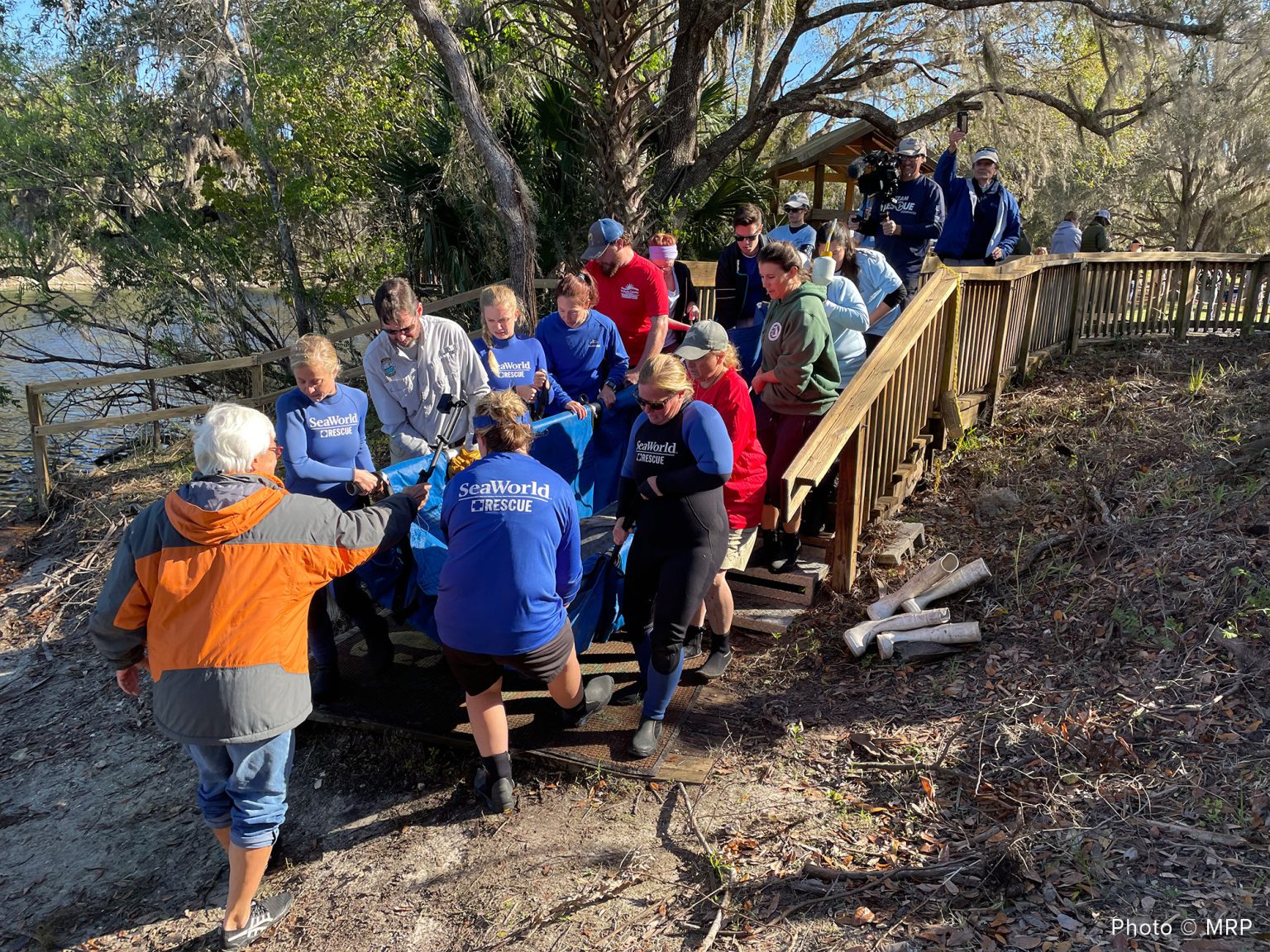 Make Water Famous – Record release day for rehabilitated manatees