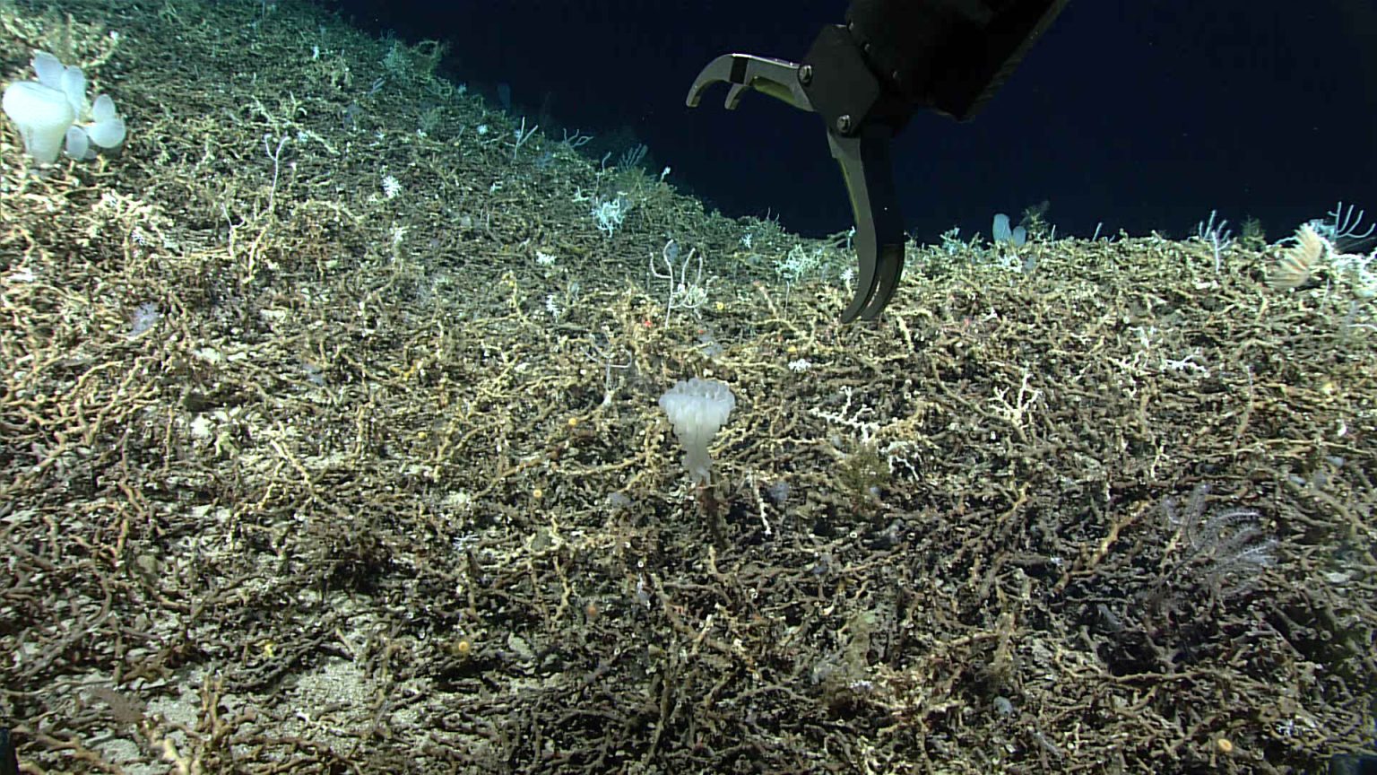 Make Water Famous – Largest known deep-sea coral reef discovered