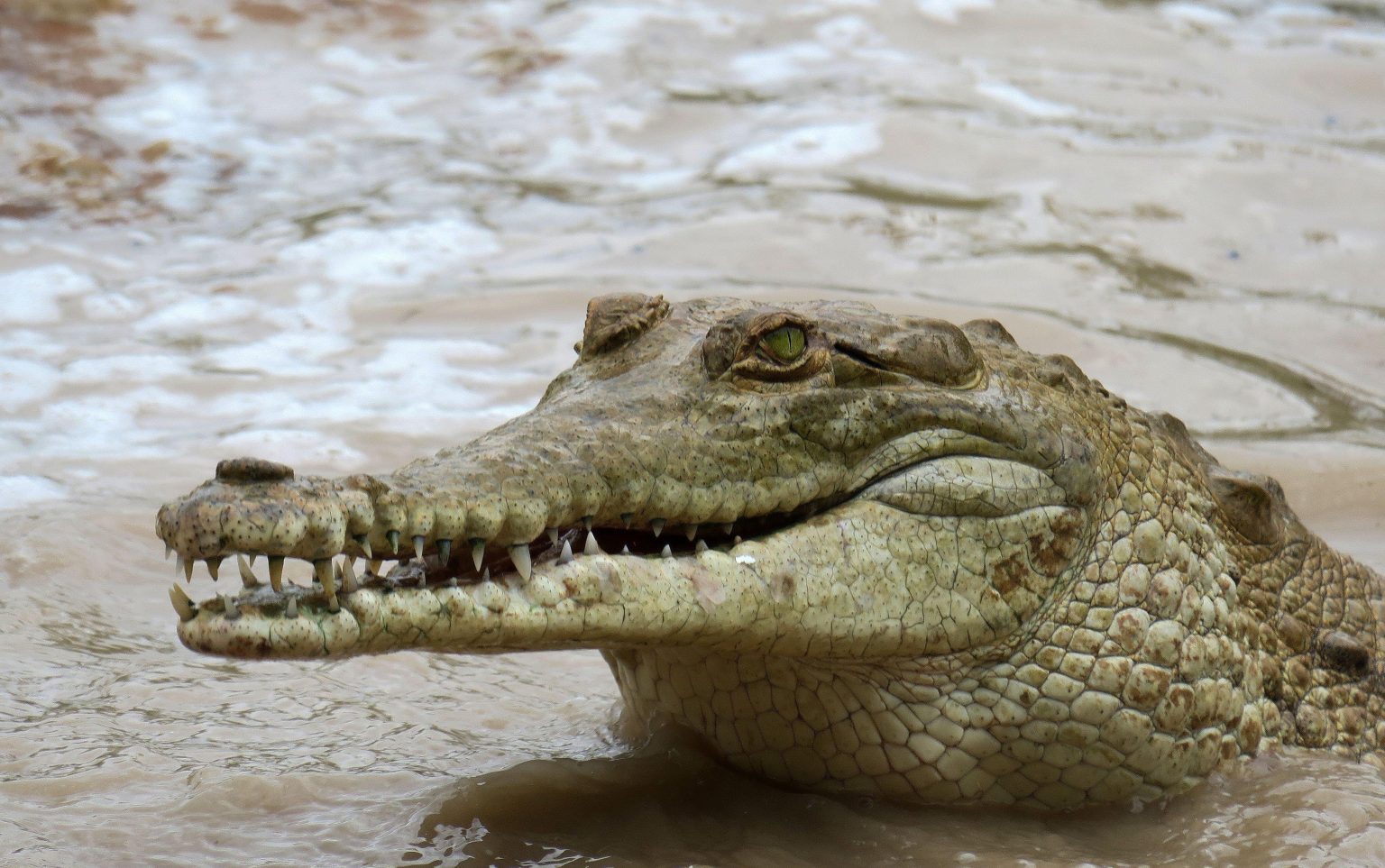 Make Water Famous – Endangered crocodiles save aquatic ecosystems