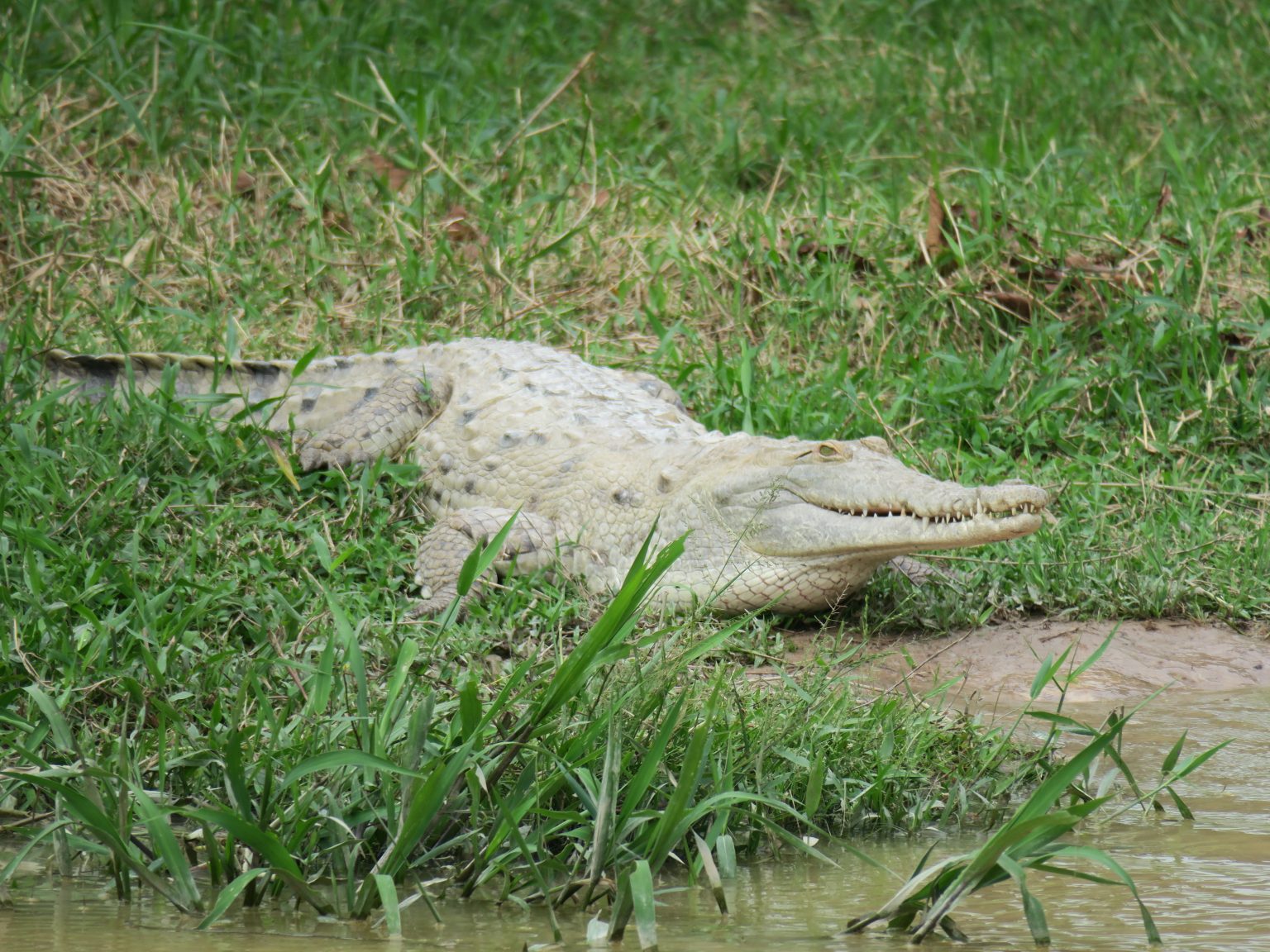 Make Water Famous – Endangered crocodiles save aquatic ecosystems
