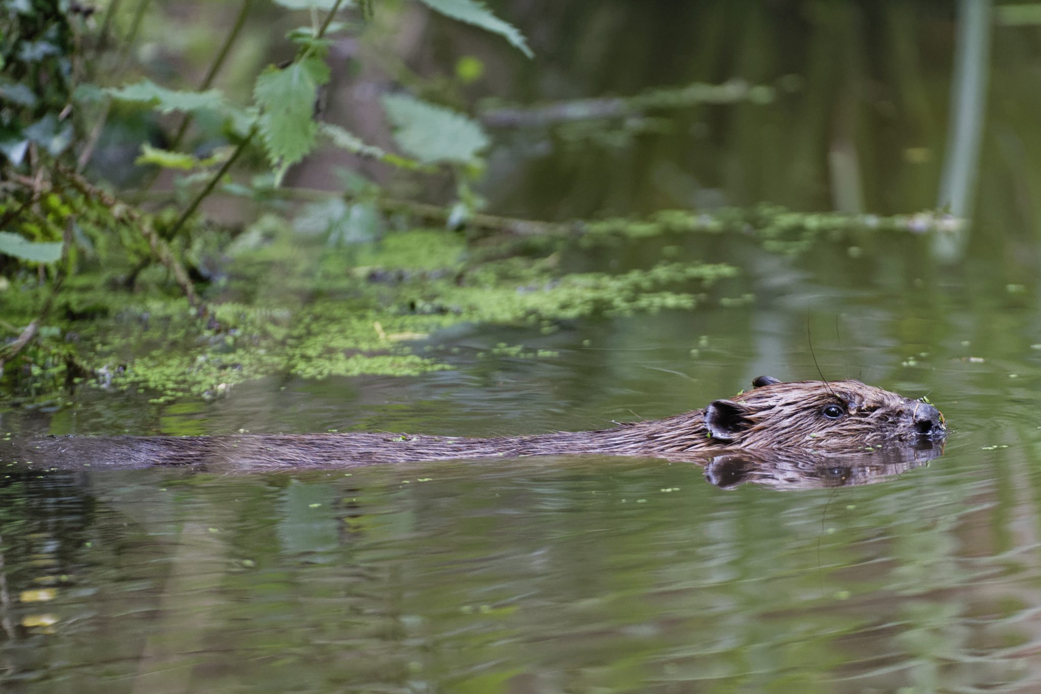 Make Water Famous – Virtual tour gives rare peek into lives of beavers