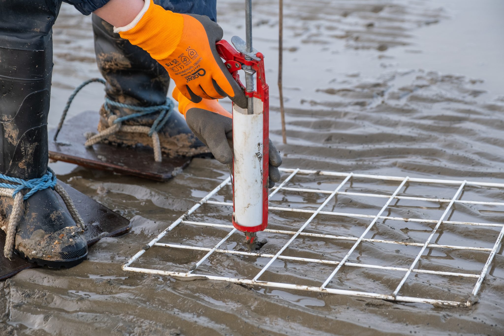 Make Water Famous – Seagrass seeds restoring Thames underwater meadows