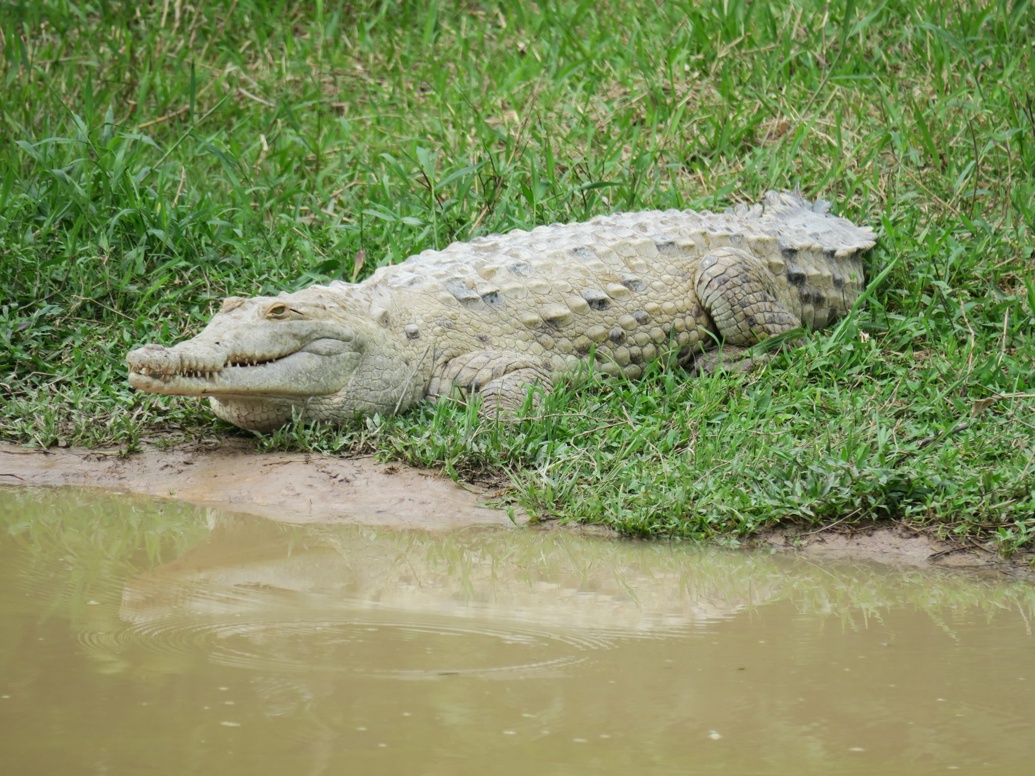 Make Water Famous – Endangered crocodiles save aquatic ecosystems