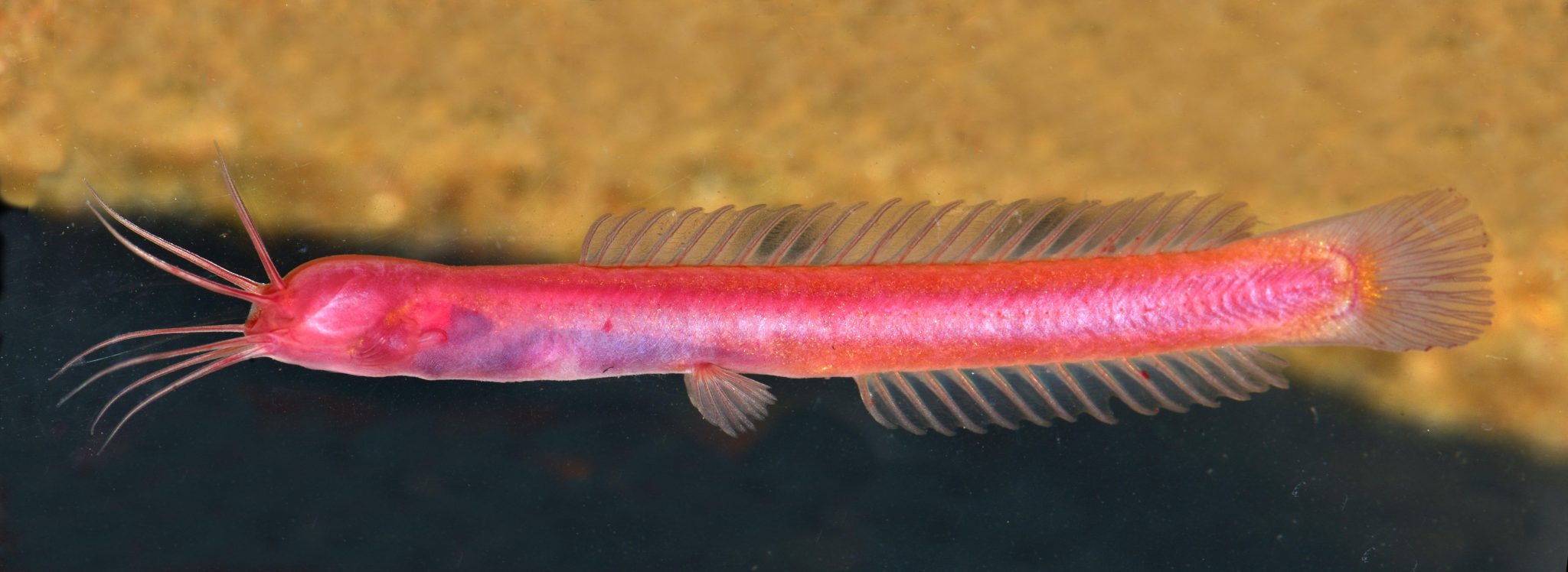 Make Water Famous – Enigmatic aquifer fish discovered in India