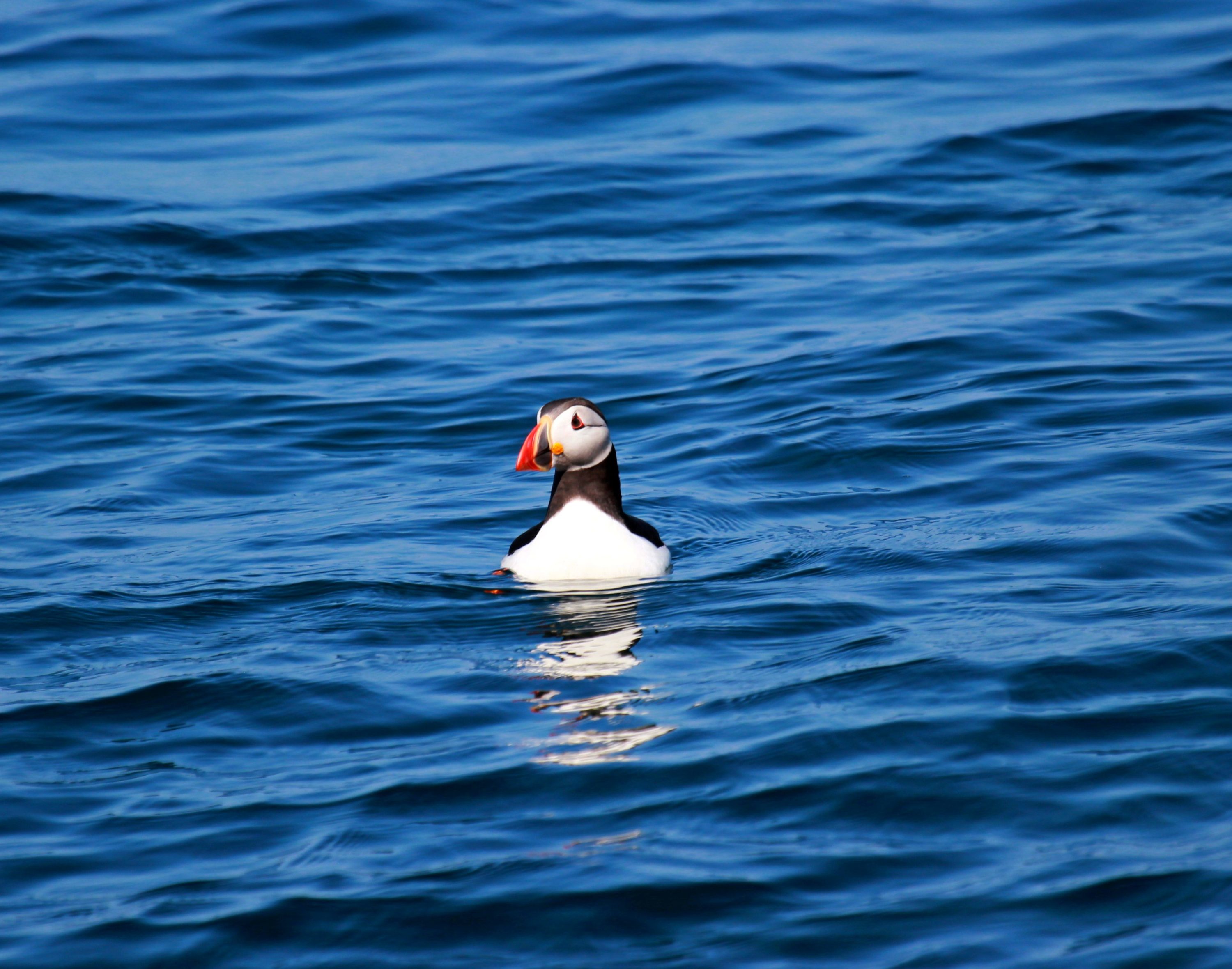 Make Water Famous – Lundy Island rare seabird population takes flight