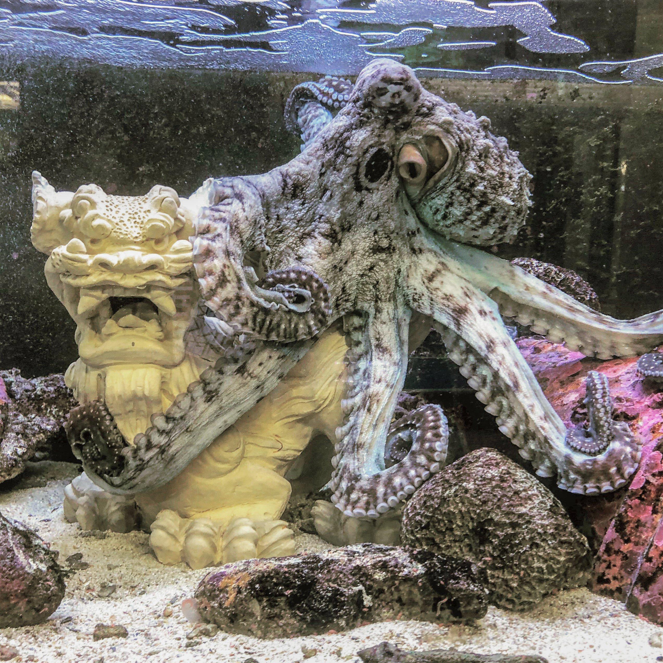 Make Water Famous – Octopus brainwaves tracked with data-loggers
